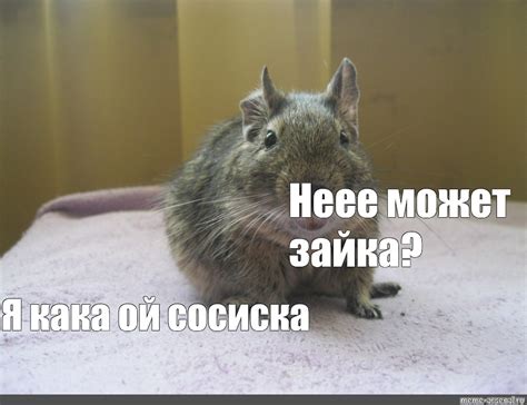 Создать мем домашний питомец белочка дегу белка дегу Картинки