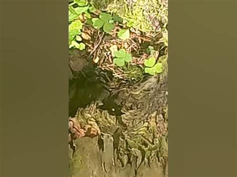 Чёрный голубь мира схвачен за хвост крепкими зубами дракона перед ...