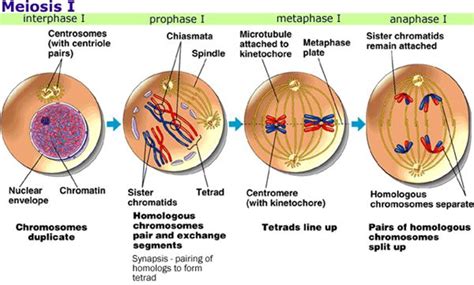 Meiosis Prophase 1 Diagram
