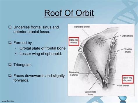 Orbital Anatomy Pptx