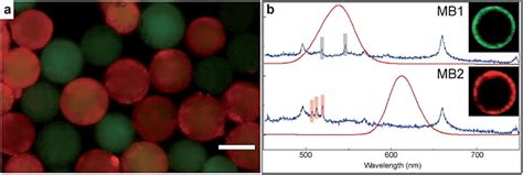 The Multiplexing Of Suspension Array Mb1 Mb2 A The Fluorescent