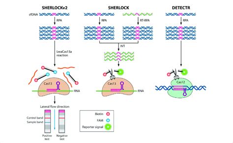 Crispr Cas Technologies For Nucleic Acid Detection In Sherlockv2