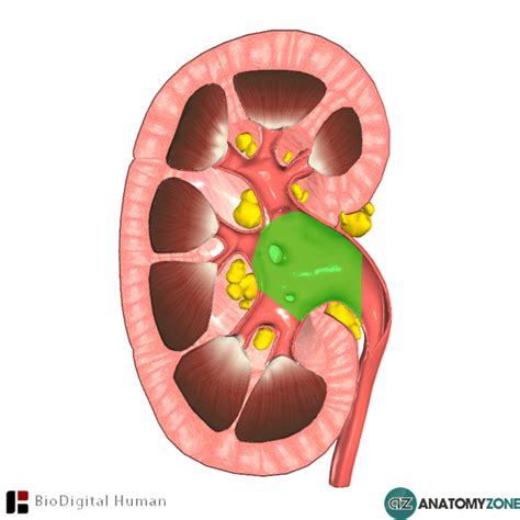 Renal Pelvis Anatomyzone
