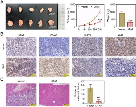 Litaf Restrained Tumor Growth And Liver Metastasis Of Crc Cells In