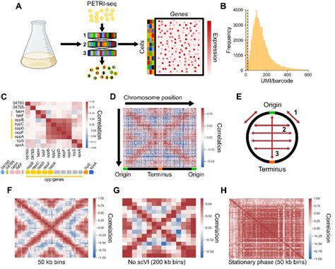 Scrna Seq Of Proliferating S Aureus Reveals A Global Pattern Of Gene