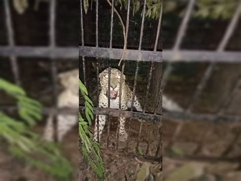 Another Leopard Captured On Alipiri Tirumala Pathway In Tirupati Fifth