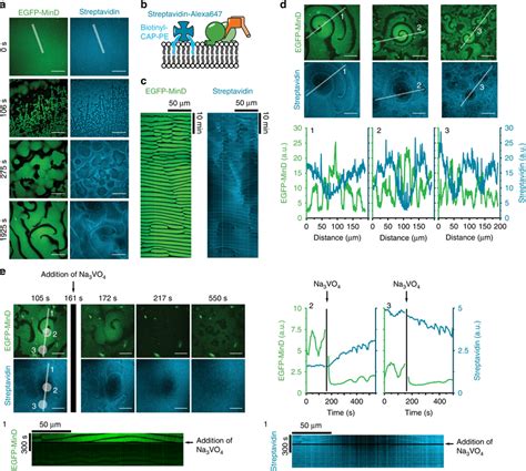 Lipid Anchored Proteins