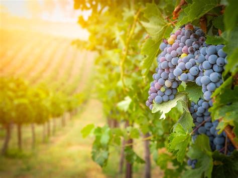 Livermore Valley Wine Region Spotlighted In Uc Davis Study Livermore