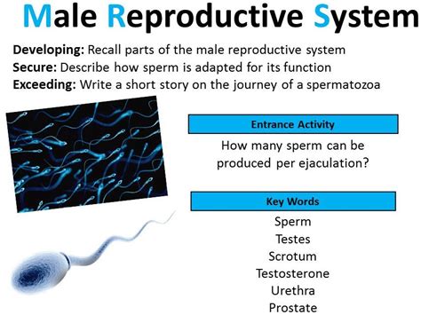 Gcse Biology Male Reproductive System Lesson 1 Teaching Resources