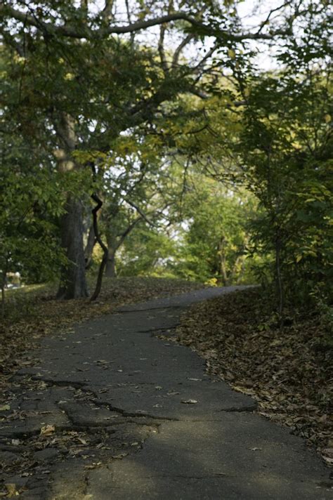 Paving A Driveway Over Tree Roots