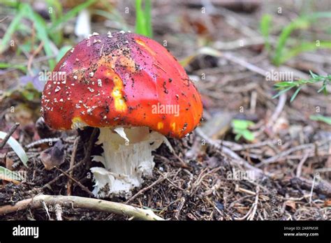 Hongos venenosos fotografías e imágenes de alta resolución Alamy