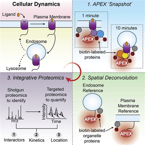 What Do All Cells Have In Common Apex