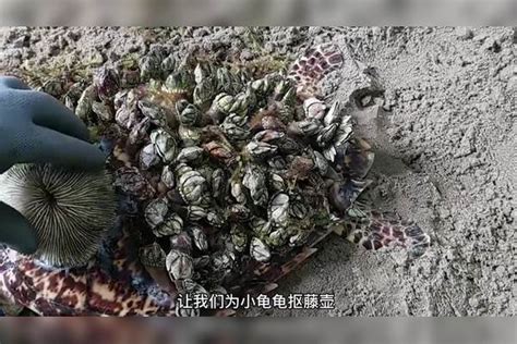 解压探险，清理藤壶，这只海龟太惨了（八）