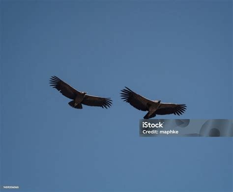 두 마리의 어린 안데스 콘도르 Vultur 그리푸스 청소부 크루즈 델 콘도르 콜카 캐년 아레키파 페루에서 비행 중인 맹금류 0