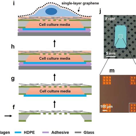 Conventional Tof Sims Imaging Of Fixed And Dried A549 Cells Ab Download Scientific Diagram