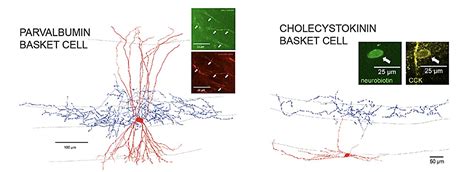 Basket Cell