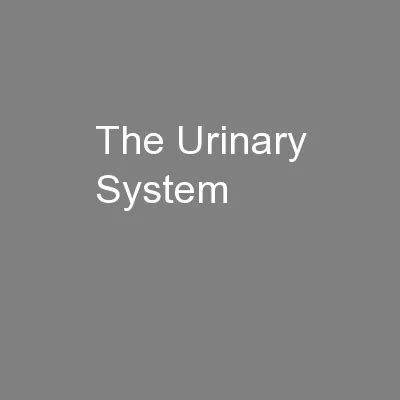 PPT Urinary System PowerPoint Presentation
