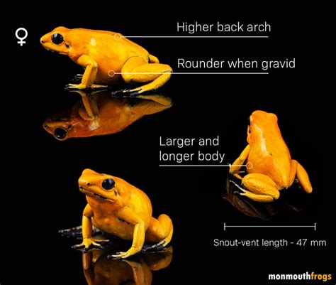 Sexing Phyllobates Terribilis Dart Frogs Monmouthfrogs