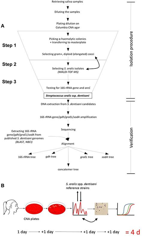 Frontiers Isolation And Characterization Of
