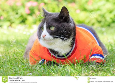Obese Orange Stock Image Image Of Netherlands Mammal 87949891