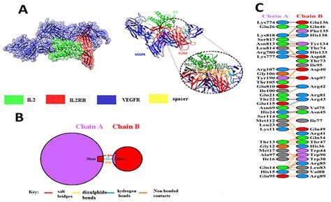 A Interacting Residues Of Il 2rb Are Highlighted In Red Svegfr 1 In Download Scientific