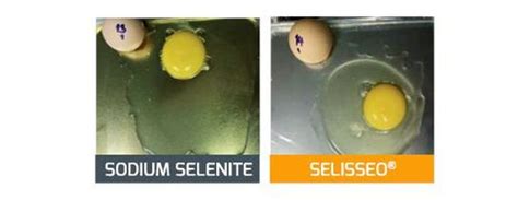 Selenium Enriched Eggs Adisseo — Mea