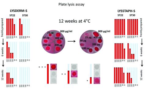 Antibacterial Susceptibility Of Staphylococcus Aureus Sequence Types Download Scientific