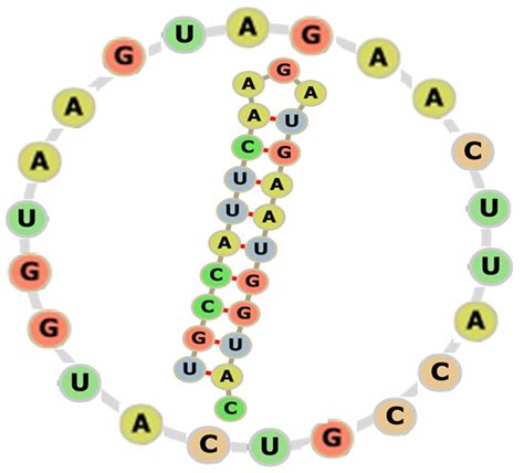 Amino Acids Circle Chart