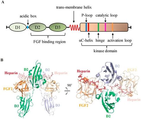 Fgfr3 Structure