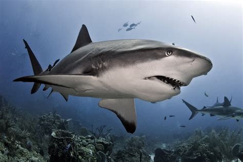Shark Monitoring Made Easy Well Easier Awesome Ocean