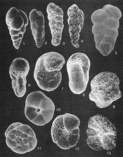 Canadian Register Of Marine Species Photogallery