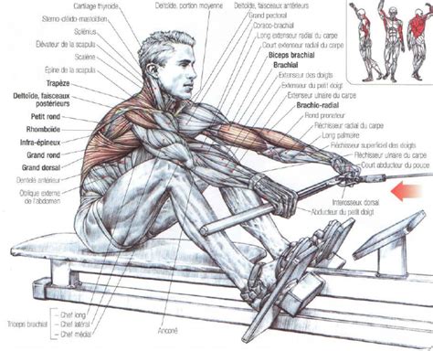 How To Do Seated Rows With A Bar • Stephane Andre