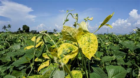 A Plant Virus Could Help Cure Cancer