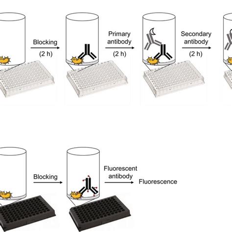 Schematic Representations Of Conventional Elisa A And Flisa Developed Download Scientific
