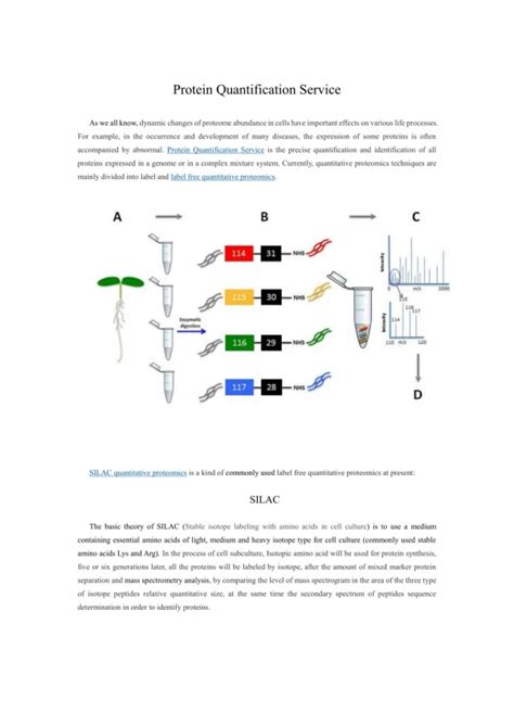 Ppt Protein Quantification Powerpoint Presentation Free Download Id 8302181
