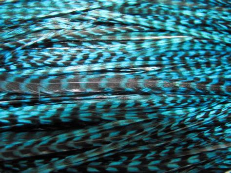 12 Grizzly Long Rooster Saddle Hackles Turquoise 8 10 Inches Etsy