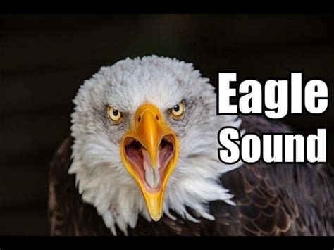 10 Minutes Eagle Sound Effects Different Eagle Sounds High Quality Acordes Chordify