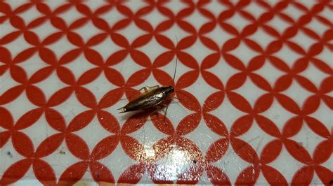 To Eat A Cockroach Rtherewasanattempt