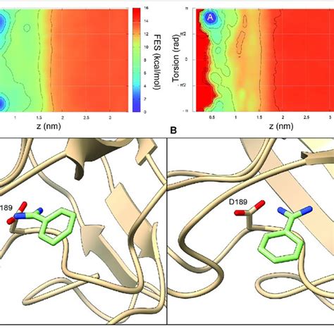 The D Benzamidine Trypsin Binding Free Energy Surfaces Obtained