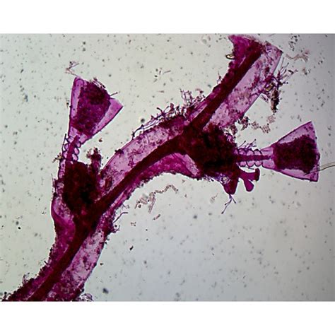 Prepared Microscope Slidezoology Obelia Hydroids Wm