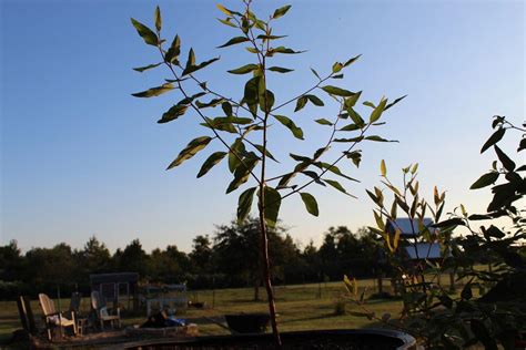 Cloning Trees In The Ask A Question Forum