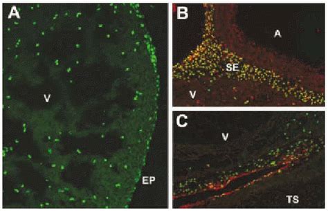 The Epicardium And Epicardial Derived Cells Multiple Functions In