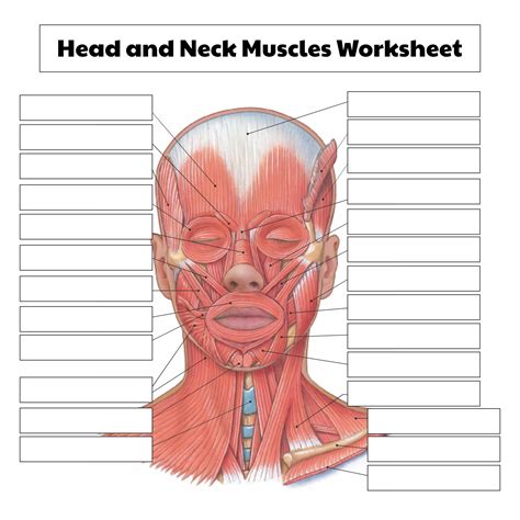 Blank Muscle Anatomy Worksheets