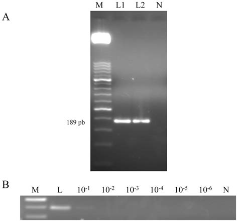 Pcr Verification And Detection Limit A Pcr Verification Of Expected