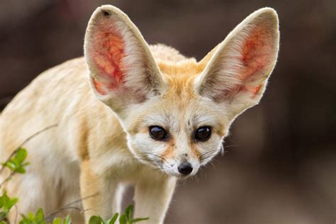 Fox Species Evolution Of Foxes In The Absence Of Other Canidslarge