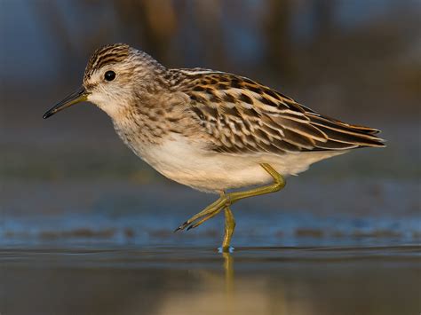 ID Guide Long toed Stint Shanghai Birding 上海观鸟