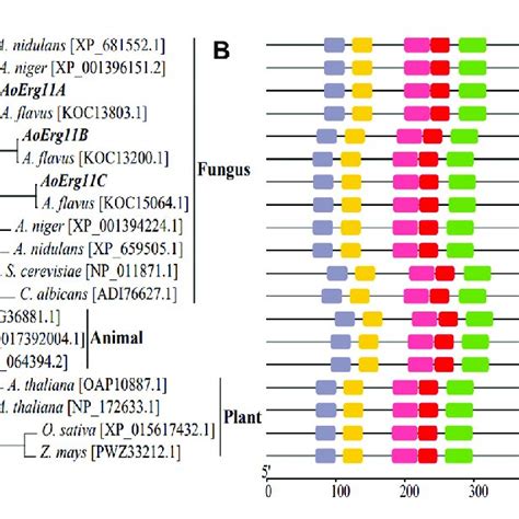 Phylogenetic Analysis And Functional Motifs Prediction Of Erg11s In