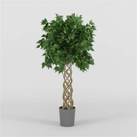Ficus 3d Model 9 Max Fbx Free3d