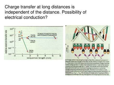Ppt Electrons On The Double Helix Charge Transport In Dna Powerpoint Presentation Id5191569