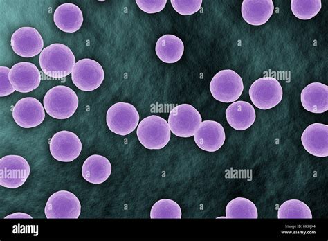 Staphylococcus Bacterium Microscopic View On Surface Illustration Stock